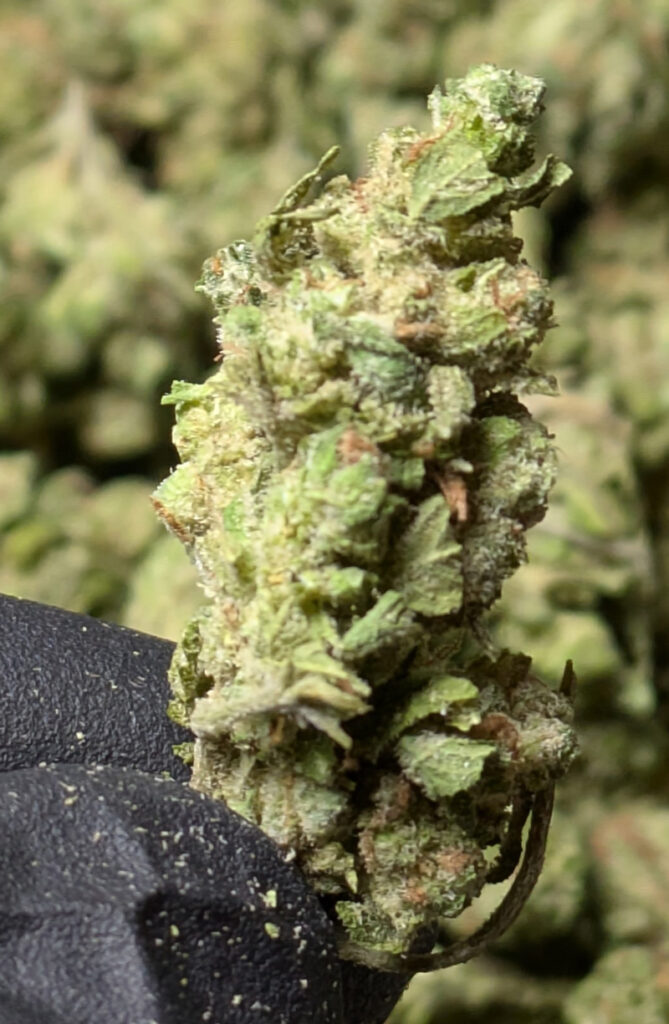 Buy Blue Dream THCA Flower B Buds Online At TWS